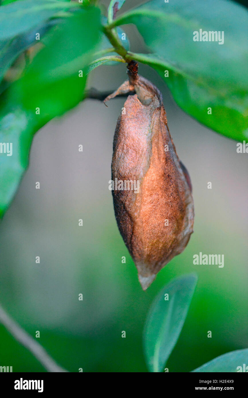 Atlas Moth (Attacus atlas), pupa on a twig, Germany Stock Photo - Alamy