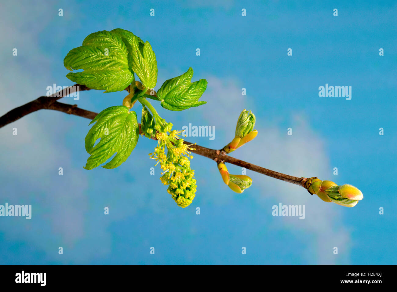 Sycamore, Sycamore Maple (Acer pseudoplatanus), flowering twig. Germany ...