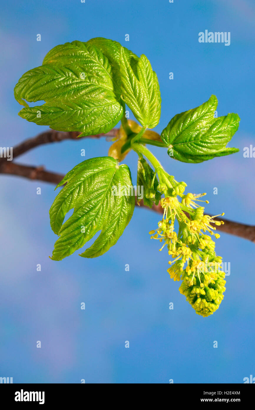 Sycamore, Sycamore Maple (Acer pseudoplatanus), flowering twig. Germany ...