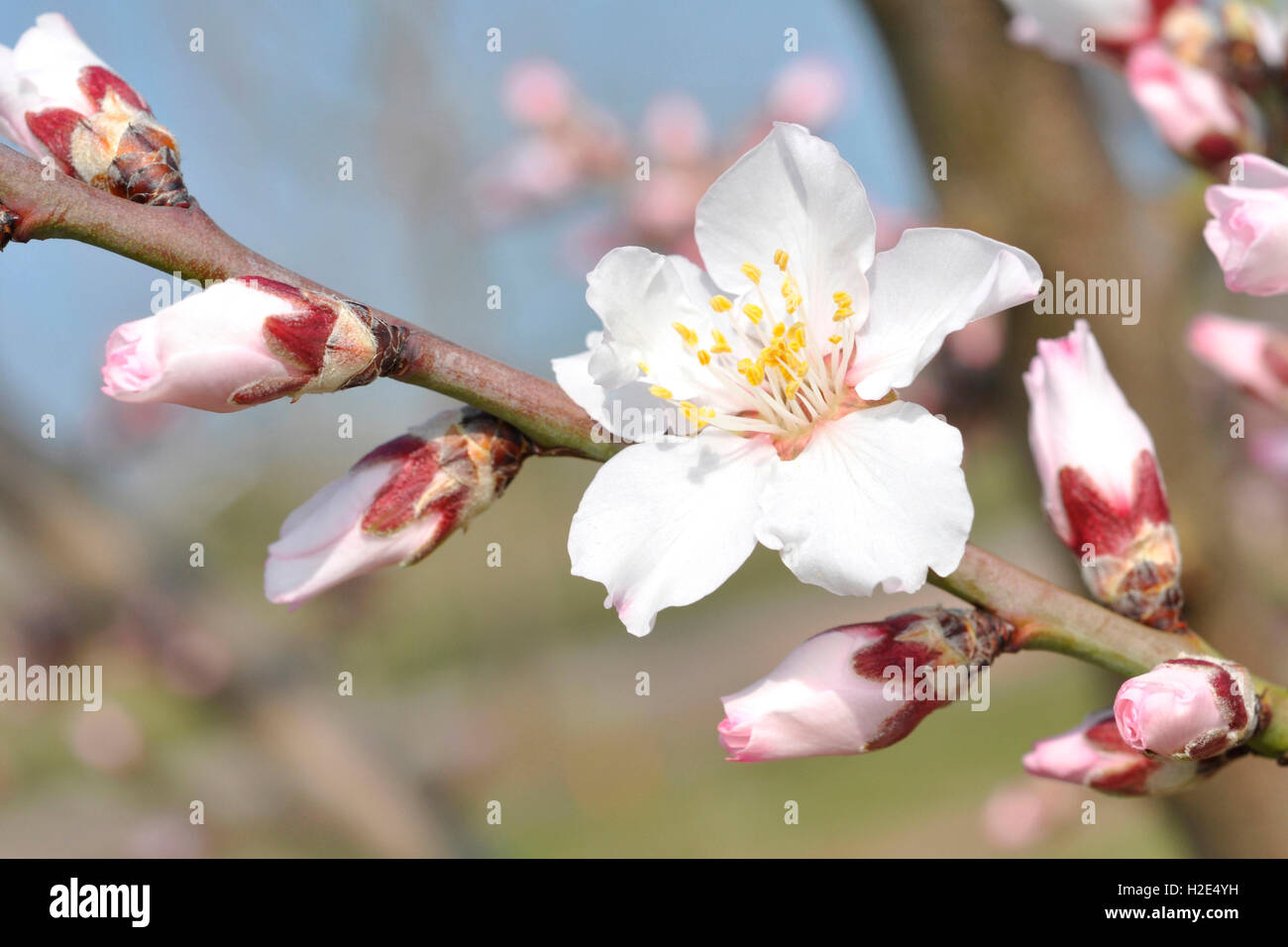 Common Almond (Prunus dulcis, Prunus amydalus), flowering twig. Germany ...
