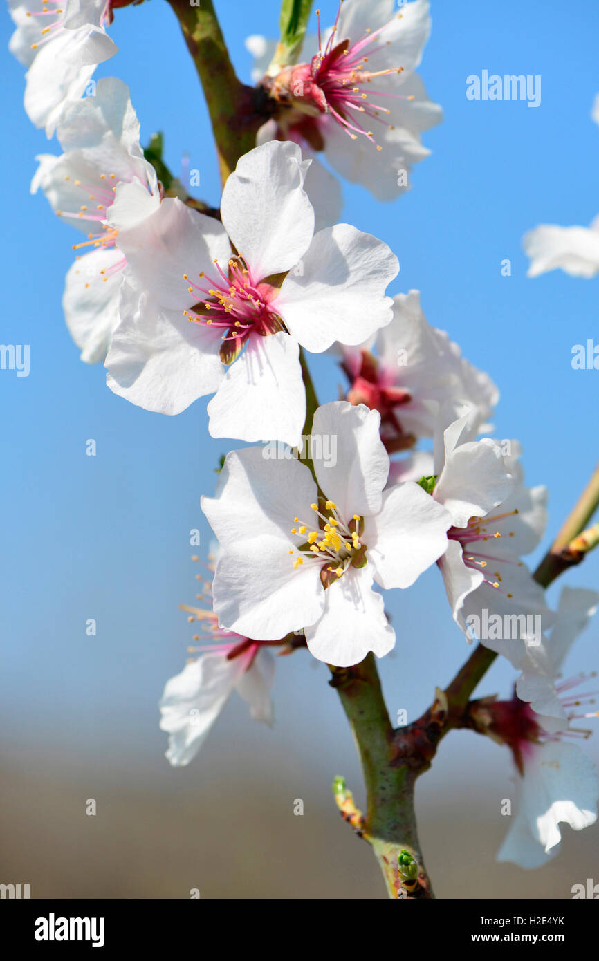 Common almond prunus dulcis hi-res stock photography and images - Alamy