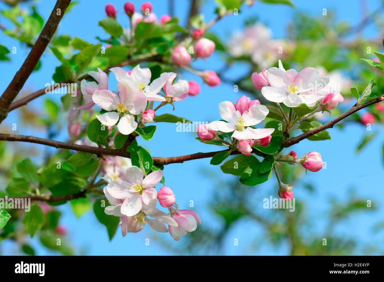 Common Crab Apple, Wild Crab Apple (Malus sylvestris), flowering twigs ...