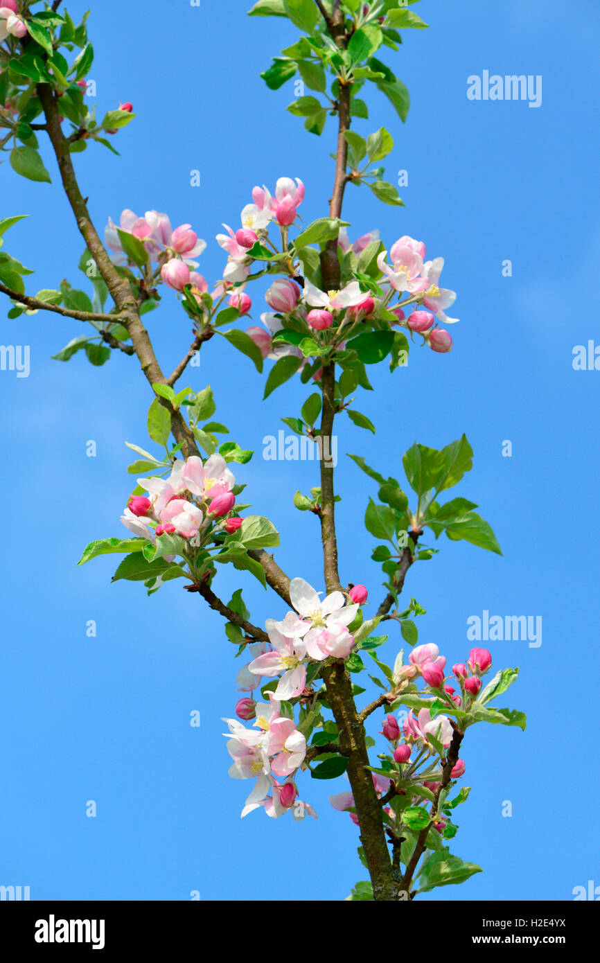 Common Crab Apple, Wild Crab Apple (Malus sylvestris), flowering twigs ...