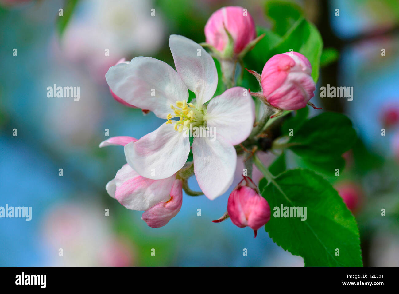 Common Crab Apple, Wild Crab Apple (Malus sylvestris), flowering twig ...