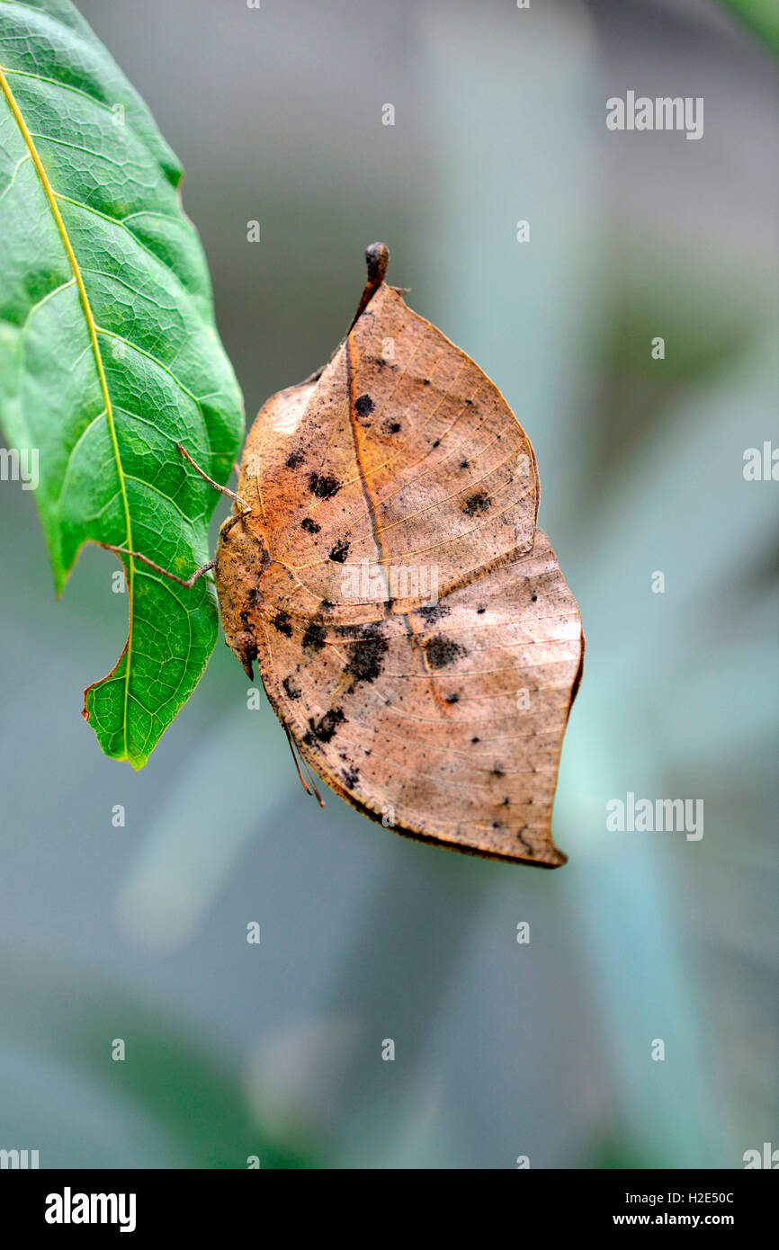 Indian Leafwing, Malayan Leafwing (Kallima paralekta). Butterfly ...