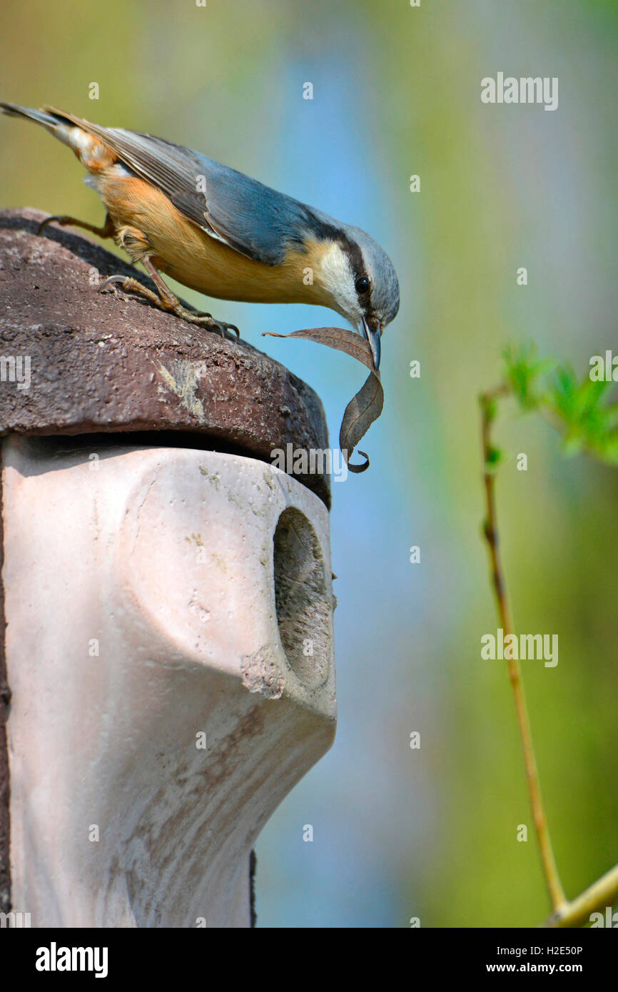 European Nuthatch (Sitta europaea). Adult carrying nesting material ...
