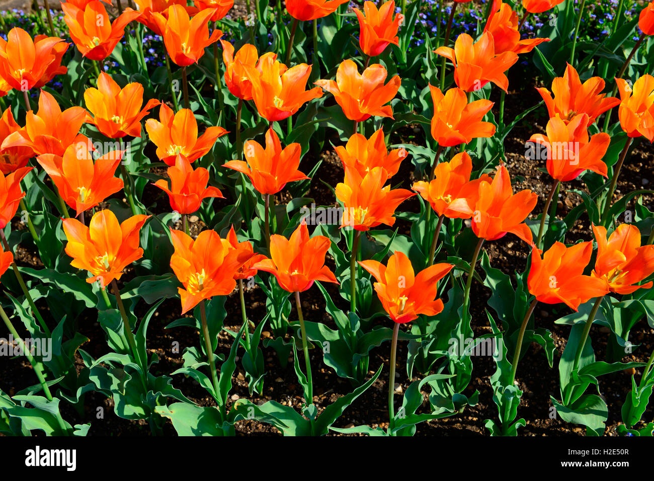 Lily Tulip (Tulipa sp.), varity: Ballerina, flowering plants. Germany ...