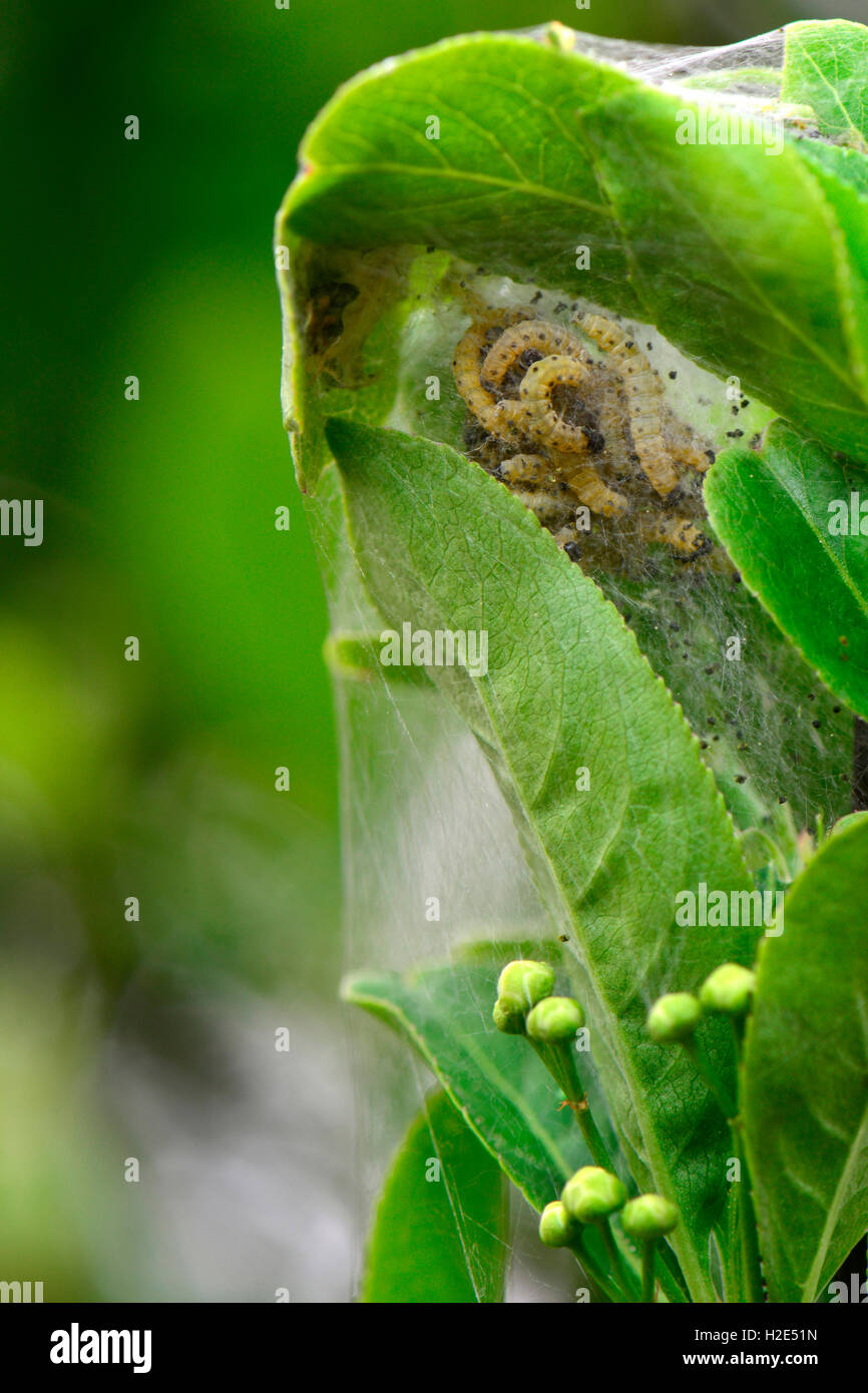 Spindle Ermine (Yponomeuta cagnagella). Caterpillars in a nest of silk ...
