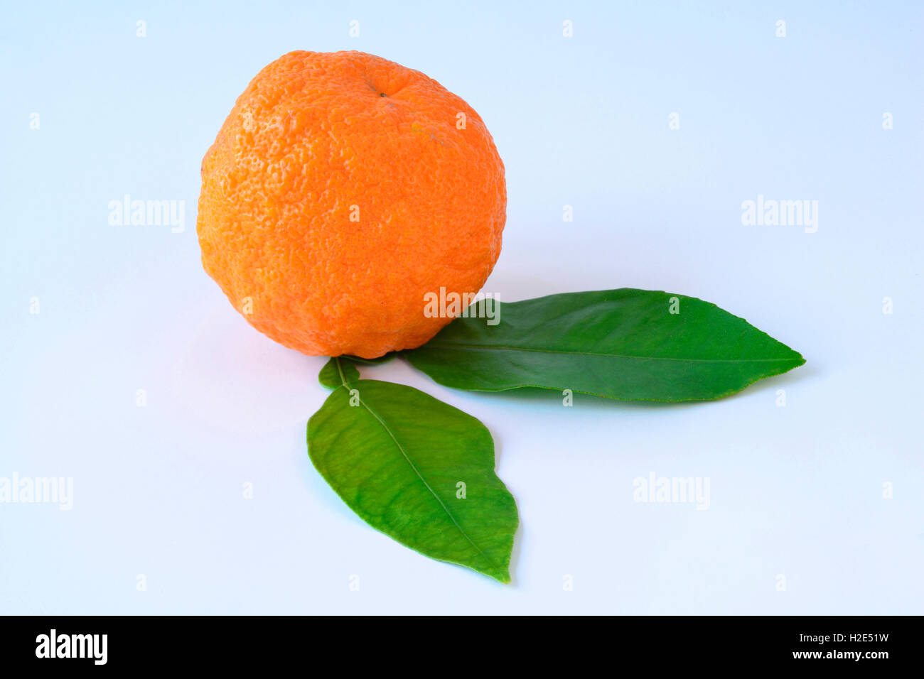 Seville Orange, Bitter Orange (Citrus x aurantium). Single fruit with ...