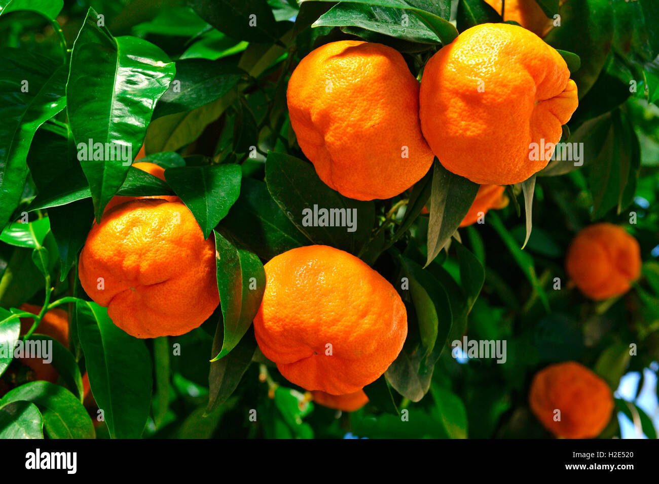 Seville Orange, Bitter Orange (Citrus x aurantium). Ripe fruit on a ...