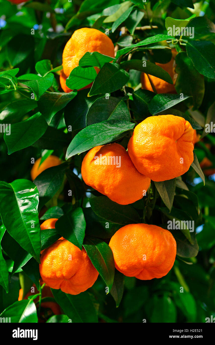Citrus x aurantium hi-res stock photography and images - Alamy
