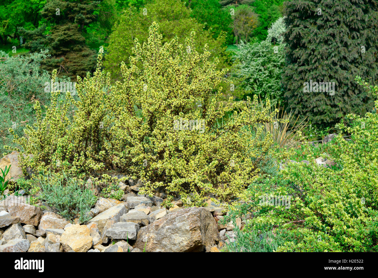 Antelope bush purshia tridentata hi-res stock photography and images ...
