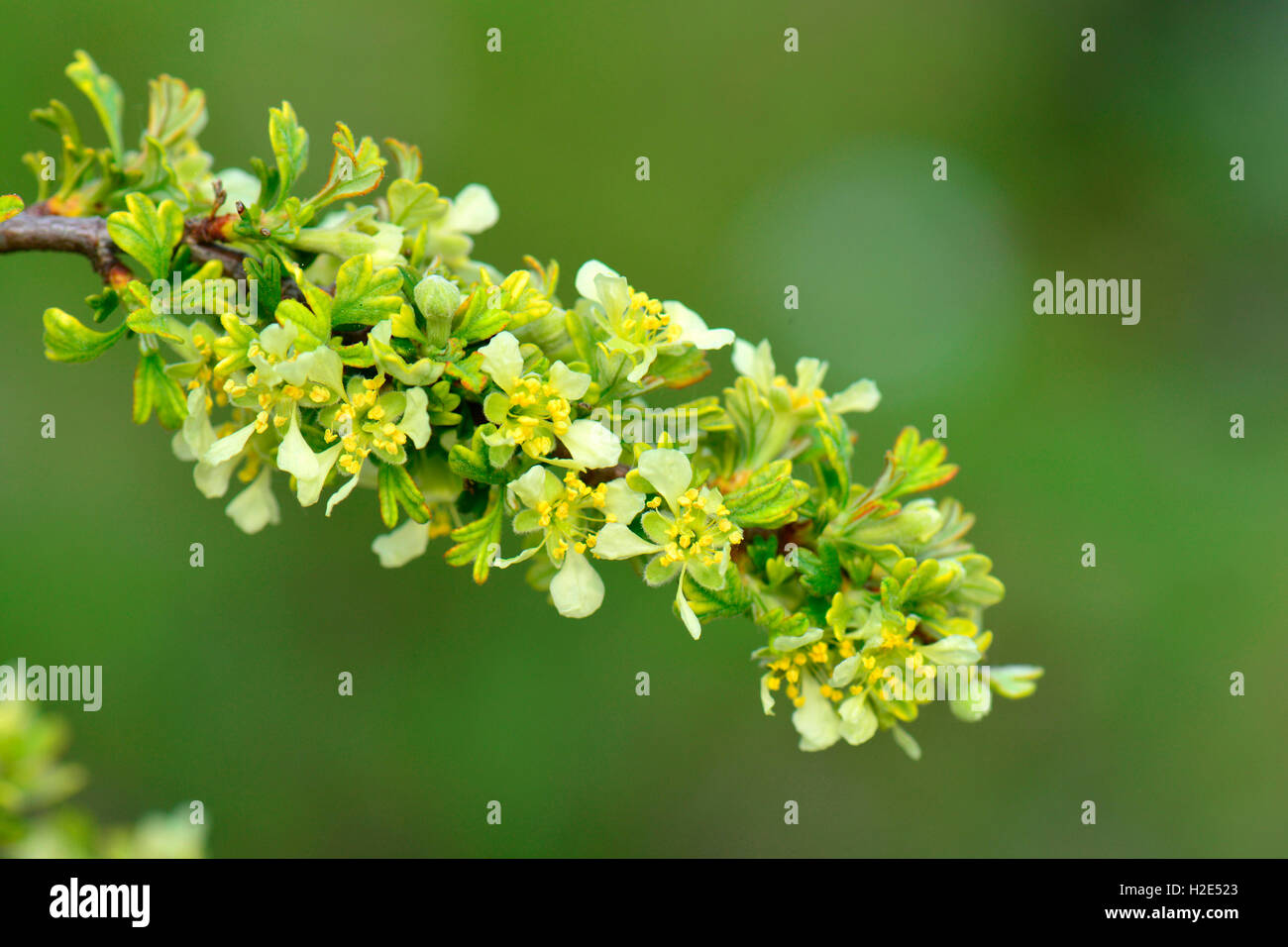 Antelope Bush (Purshia tridentata), flowering twig. USA Stock Photo - Alamy