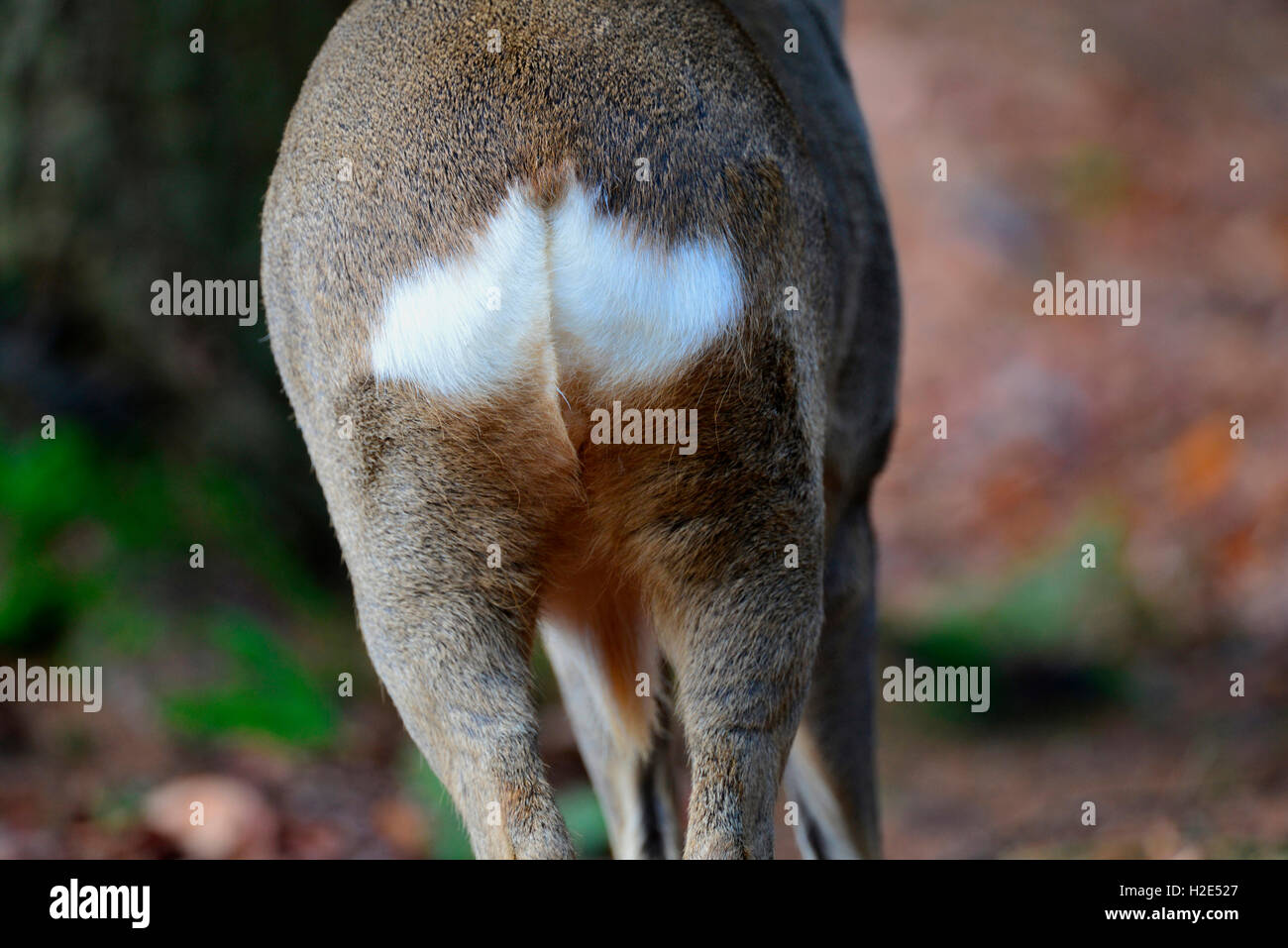 Roe Deer (Capreolus capreolus). Rear view of a male (buck). Germany ...