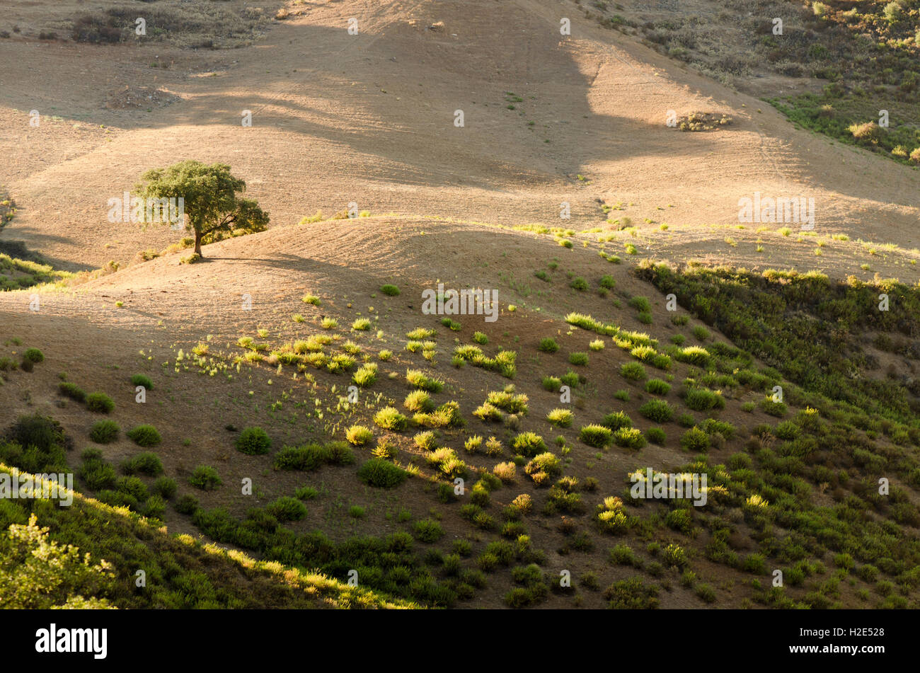 Dry scrubland hi-res stock photography and images - Alamy