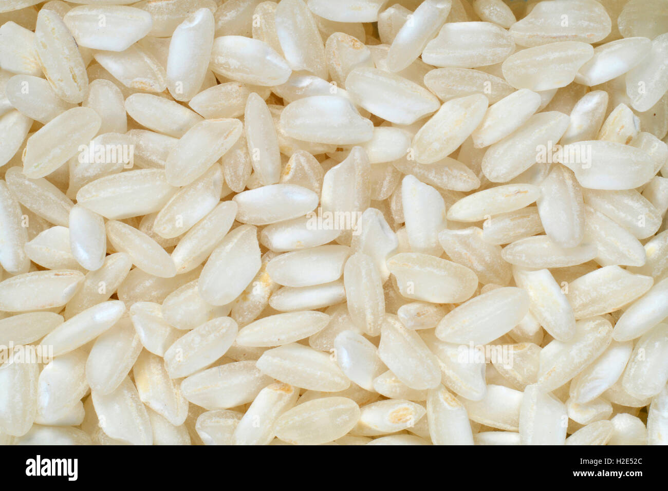Carnaroli Rice (Oryza sativa), grains seen from above. Germany Stock ...