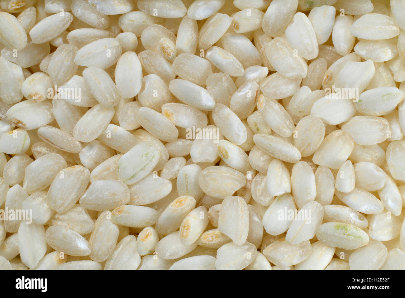Vialone Rice (Oryza sativa), grains seen from above. Germany Stock ...