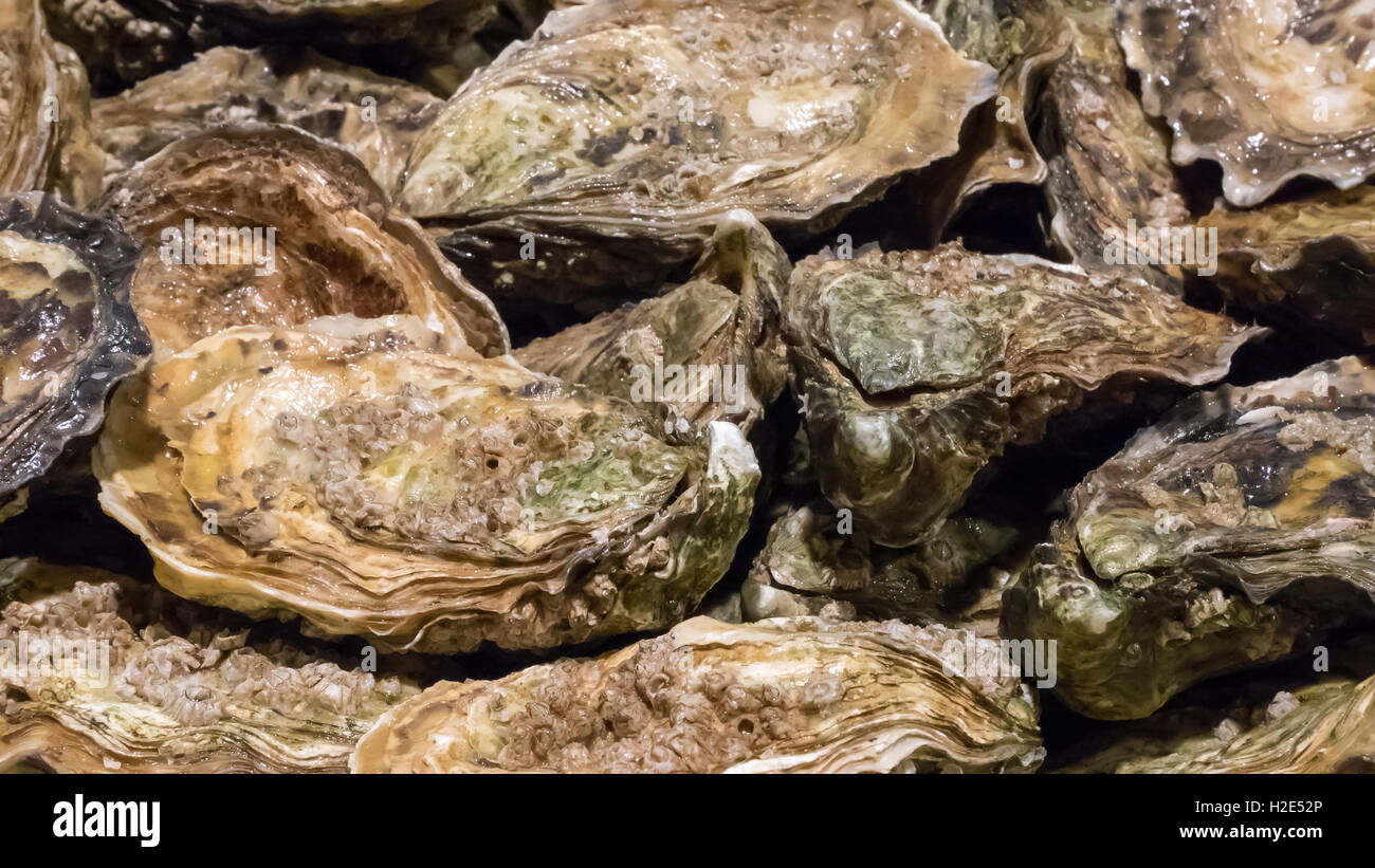 The group of fresh oysters at the fish market Stock Photo - Alamy