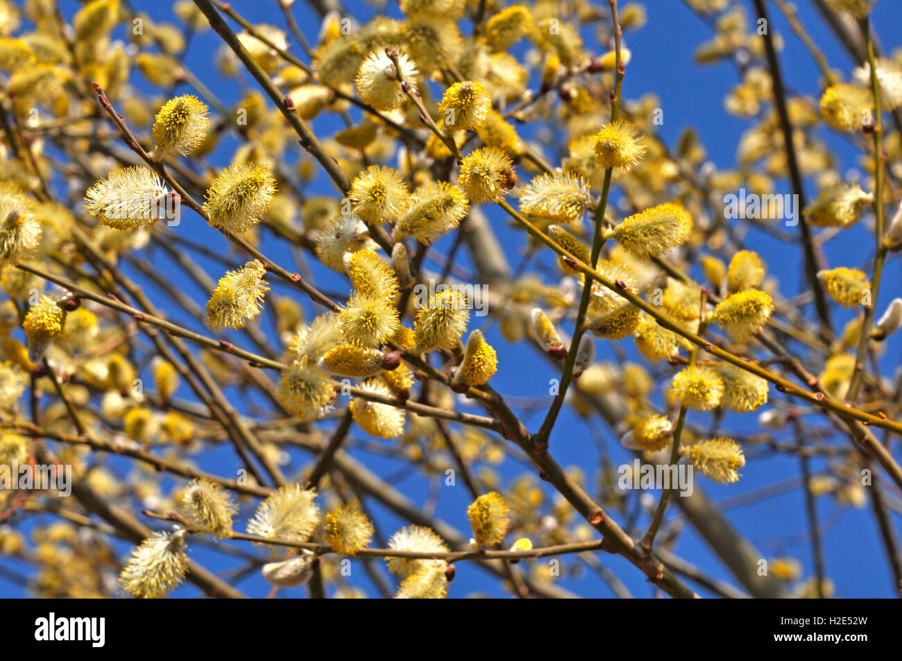 Great Sallow, Goat Willow, Pussy Willow (Salix caprea). Flowering twigs ...