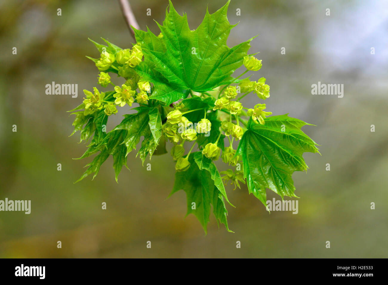 Norway Maple, Norwegian Maple (Acer platanoides), twig with flowers ...