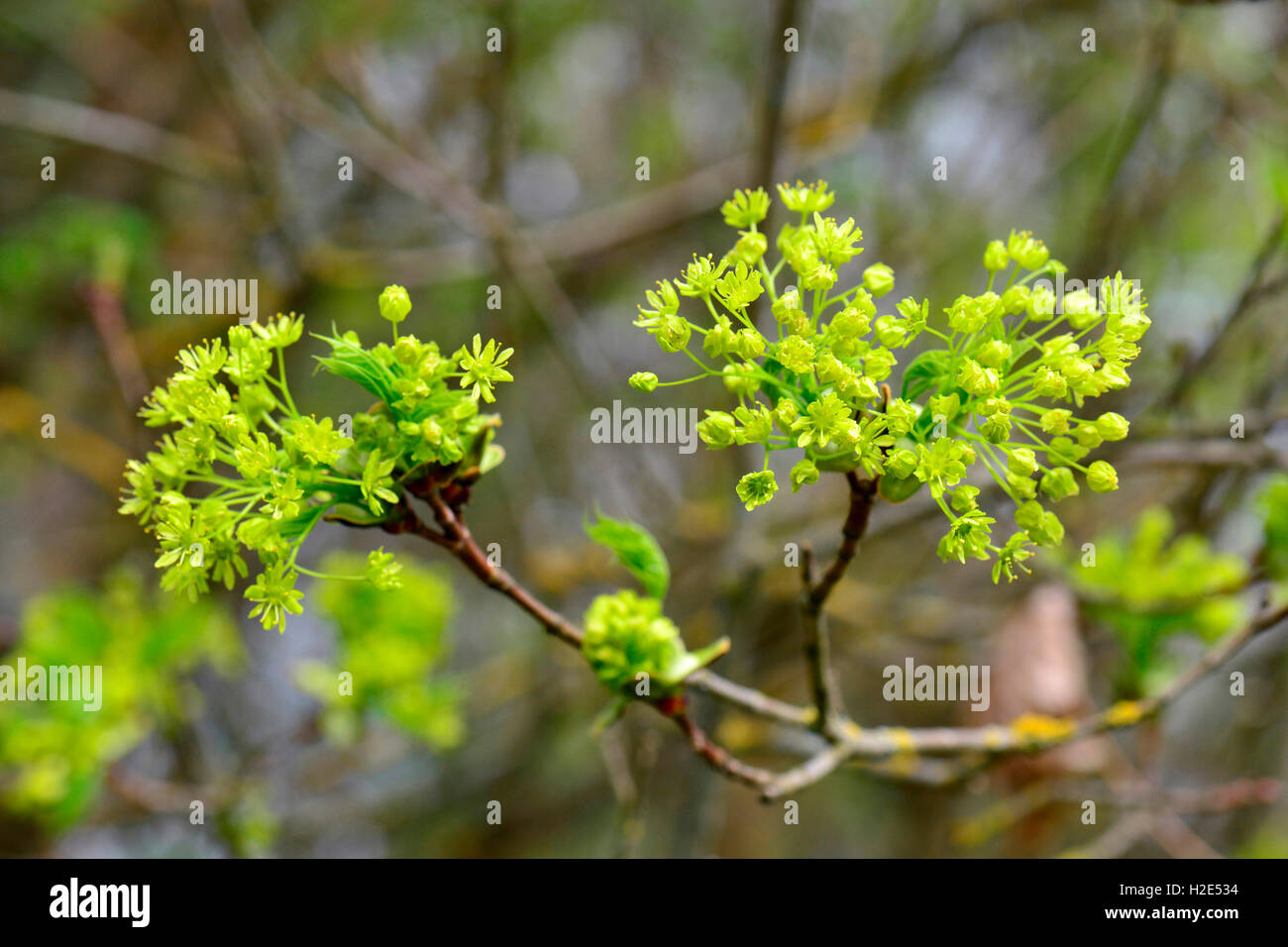Norway Maple, Norwegian Maple (Acer platanoides), twig with flowers ...