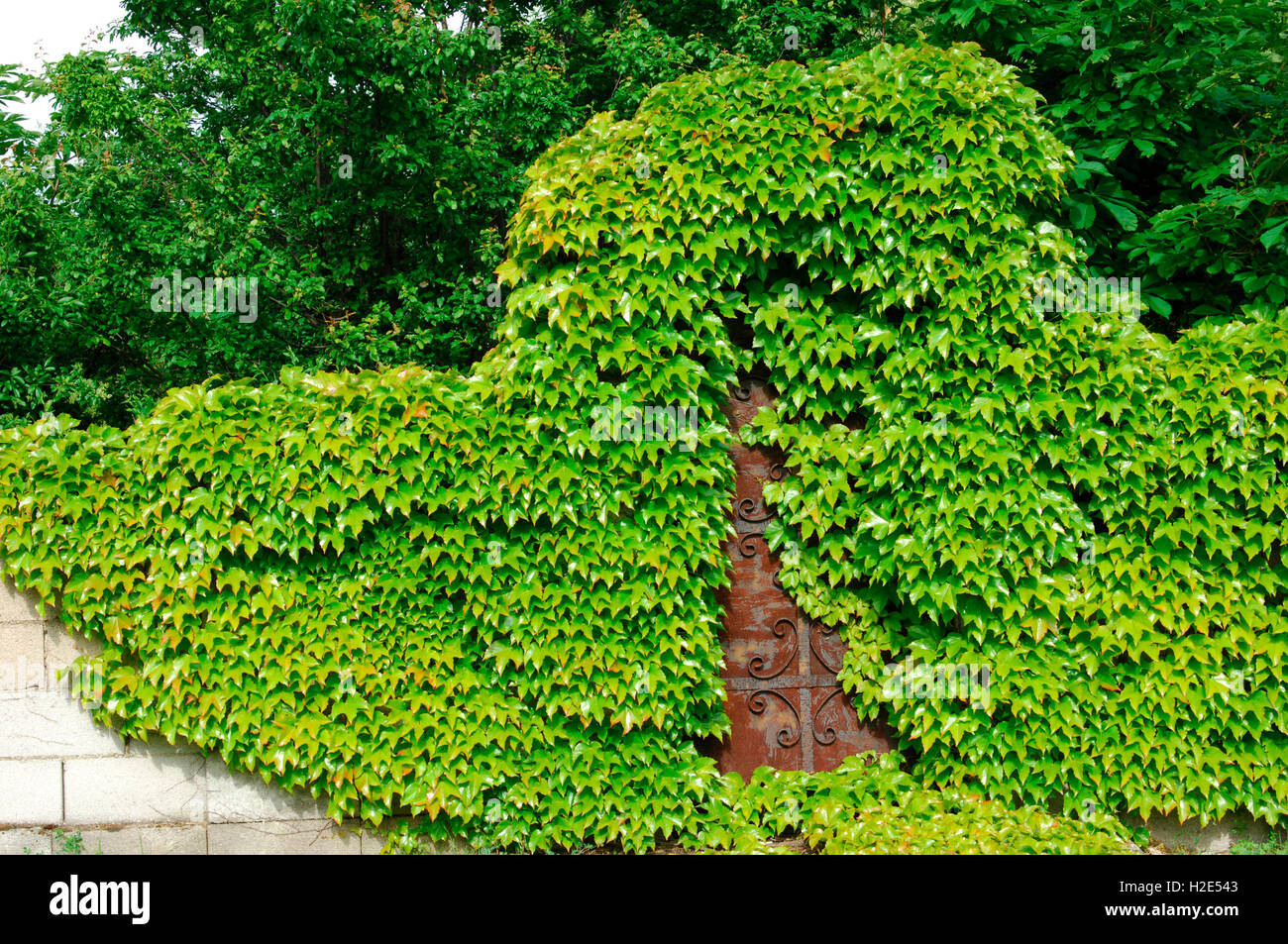 Japanese Creeper, Boston-ivy (Parthenocissus tricuspidata) overwhelming ...
