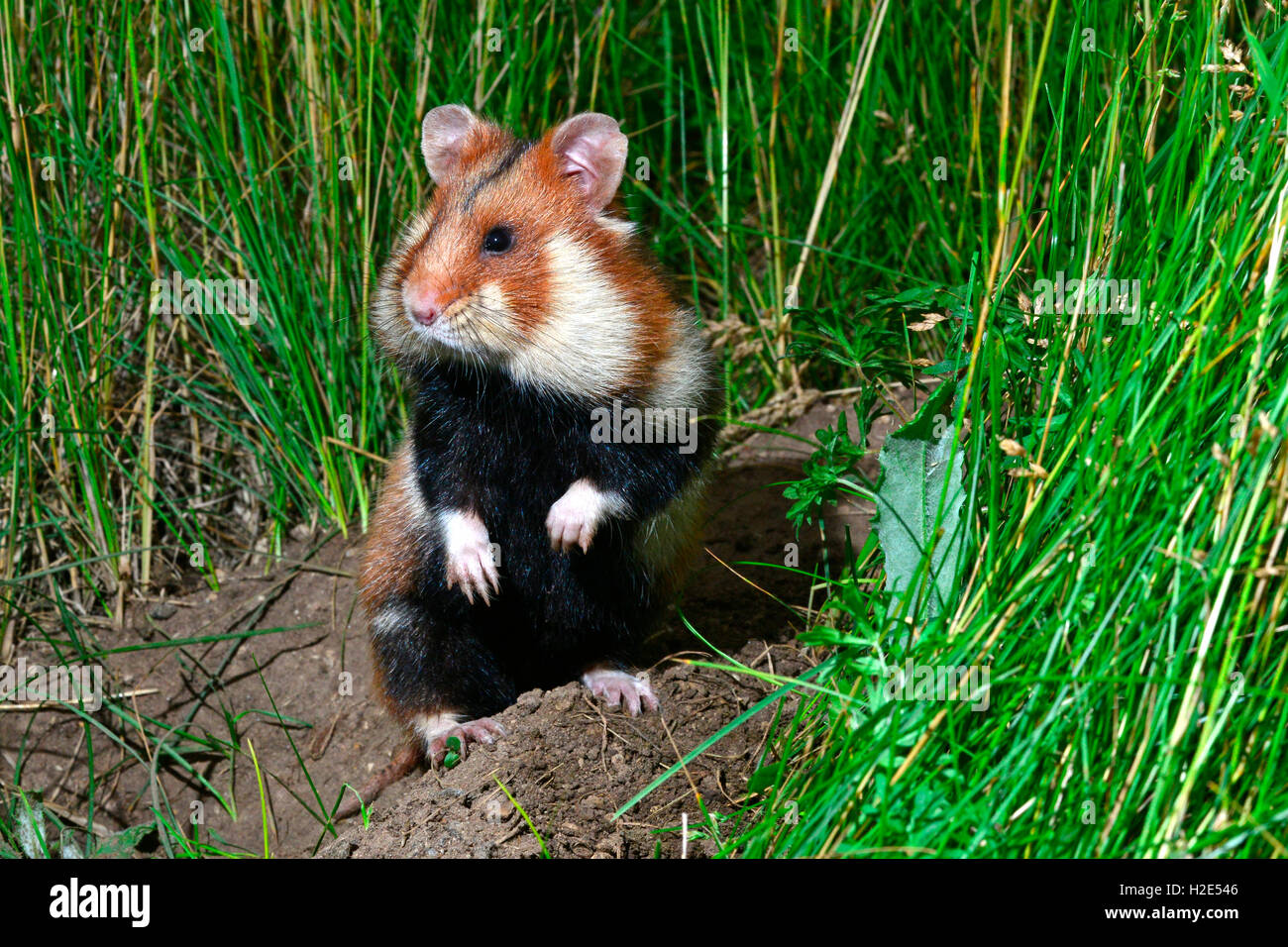 Common Hamster (Cricetus cricetus) next to its burrow, very shy and ...