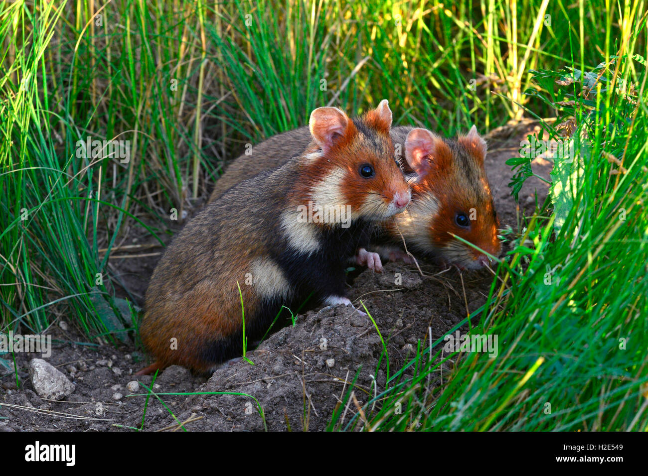 Common Hamster (Cricetus cricetus). Two individuals at entrance to ...