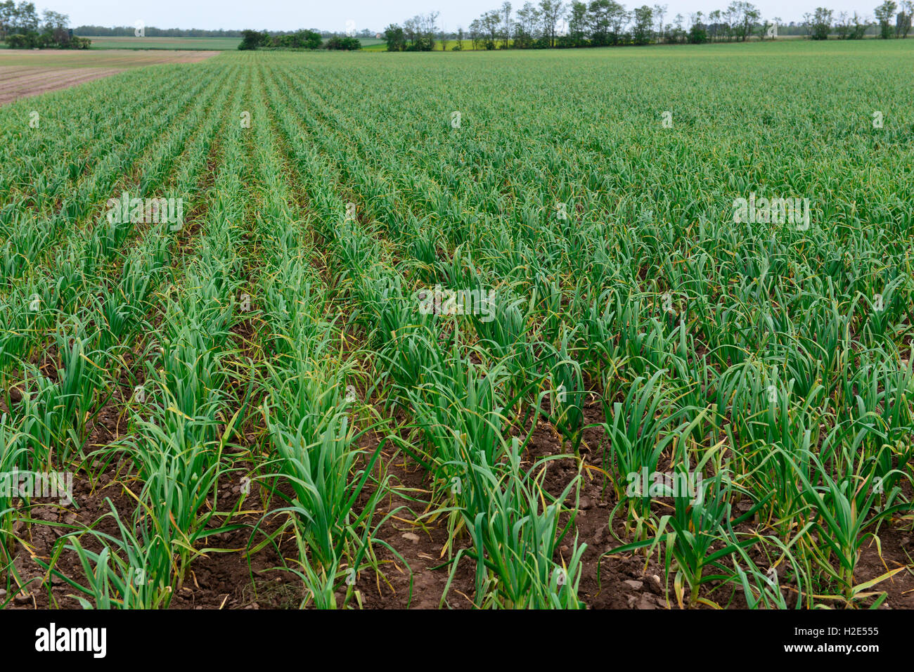 Garlic (Allium sativum) in a field. Austria Stock Photo - Alamy