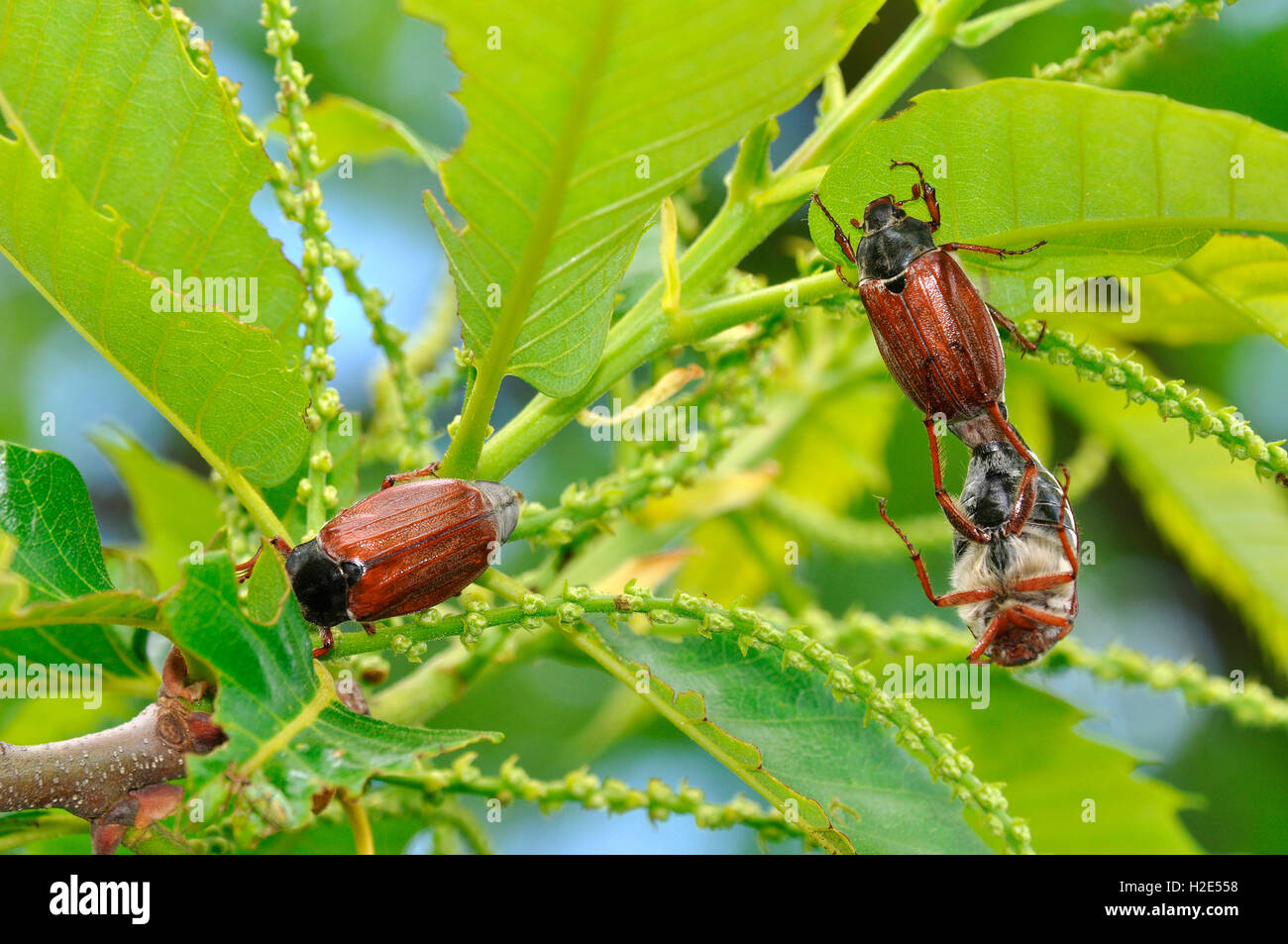 Common Cockchafer, Maybug (Melolontha melolontha). Beetles eating the ...