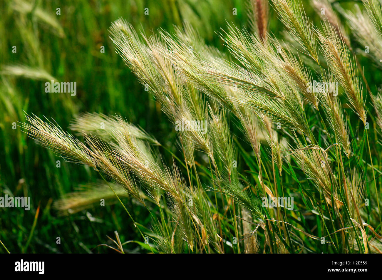 False barley hi-res stock photography and images - Alamy