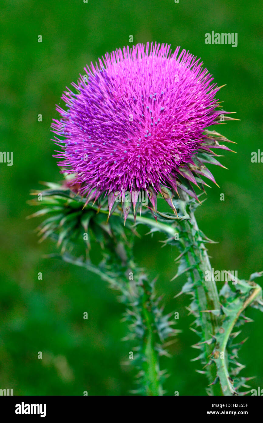 Musk Thistle, Nodding Thistle (Carduus nutans), inflorescence. Austria ...