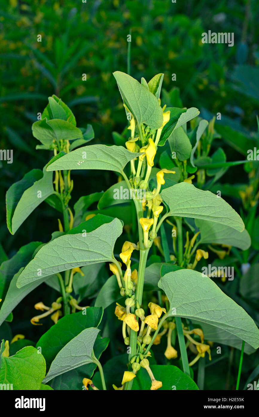 Birthwort (Aristolochia clematitis), flowering plant. Germany Stock ...