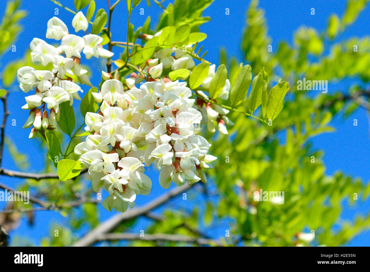 False Acacia, Black Locust, Robinia (Robinia pseudoacacia), flowering ...