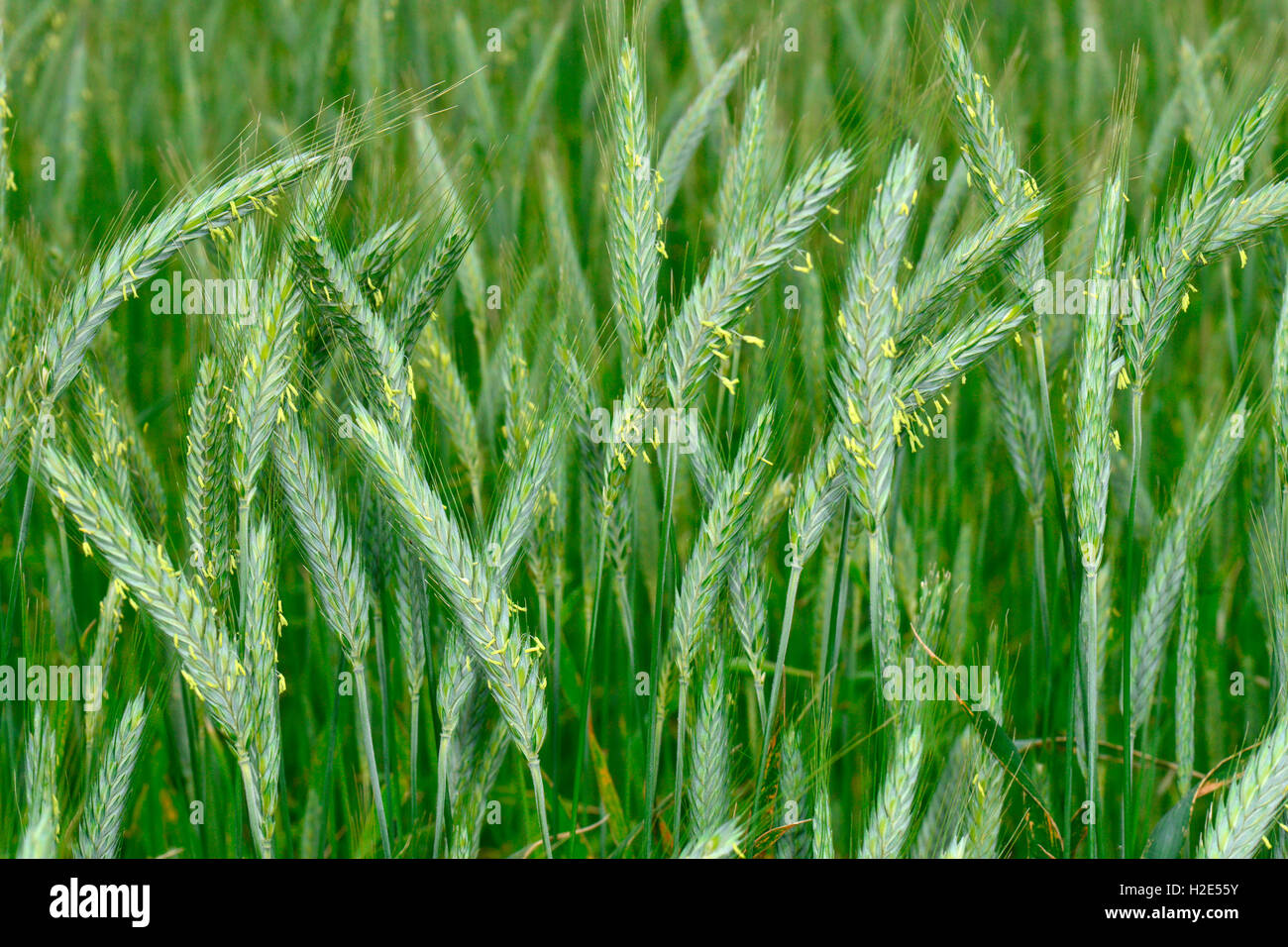 Rye pollen hi-res stock photography and images - Alamy