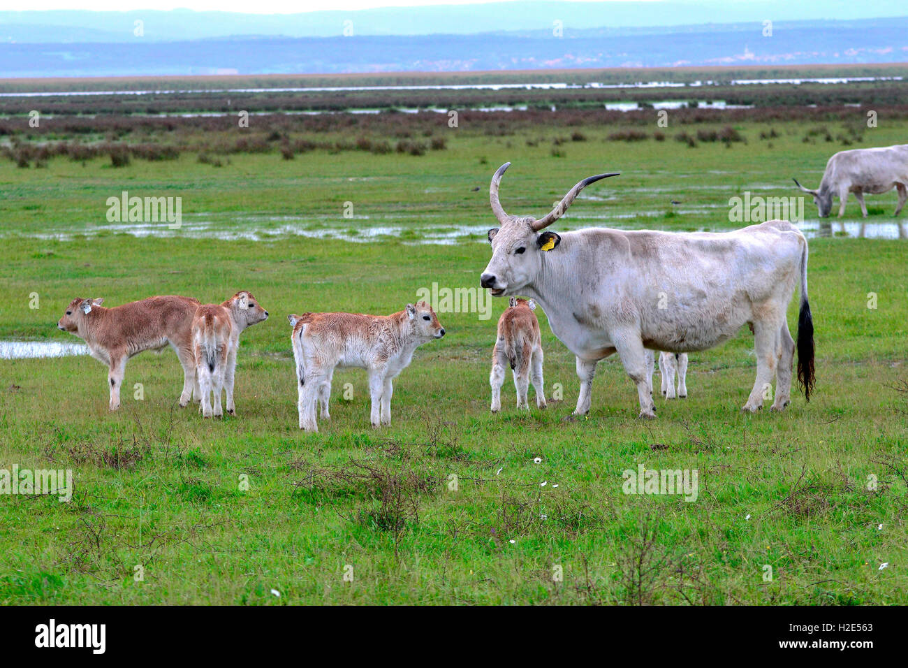 Hungarian Grey Cattle, Hungarian Steppe Cattle. Calves gathering around ...