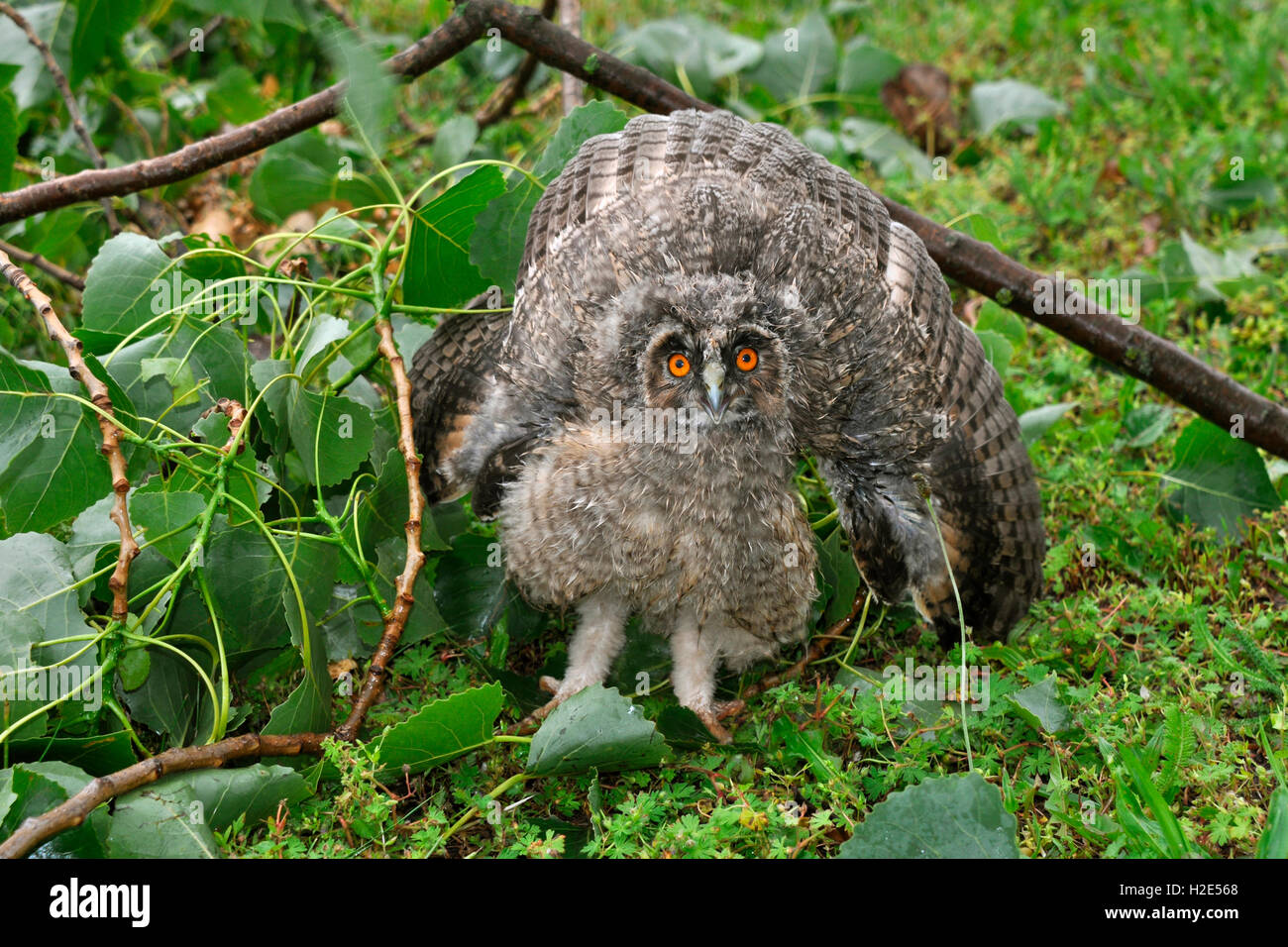 Long eared owl behavior hi-res stock photography and images - Alamy