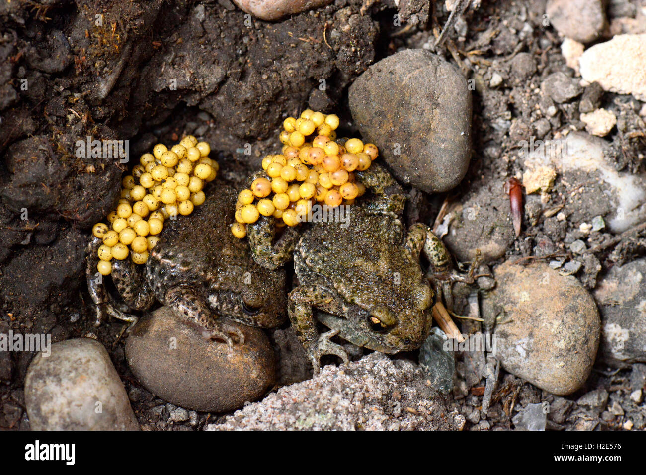 Common Midwife Toad (Alytes obstetricans). Two males carrying string of ...