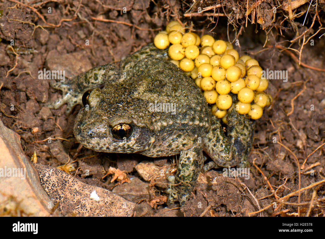 Male common midwife toad carrying eggs hi-res stock photography and images - Alamy