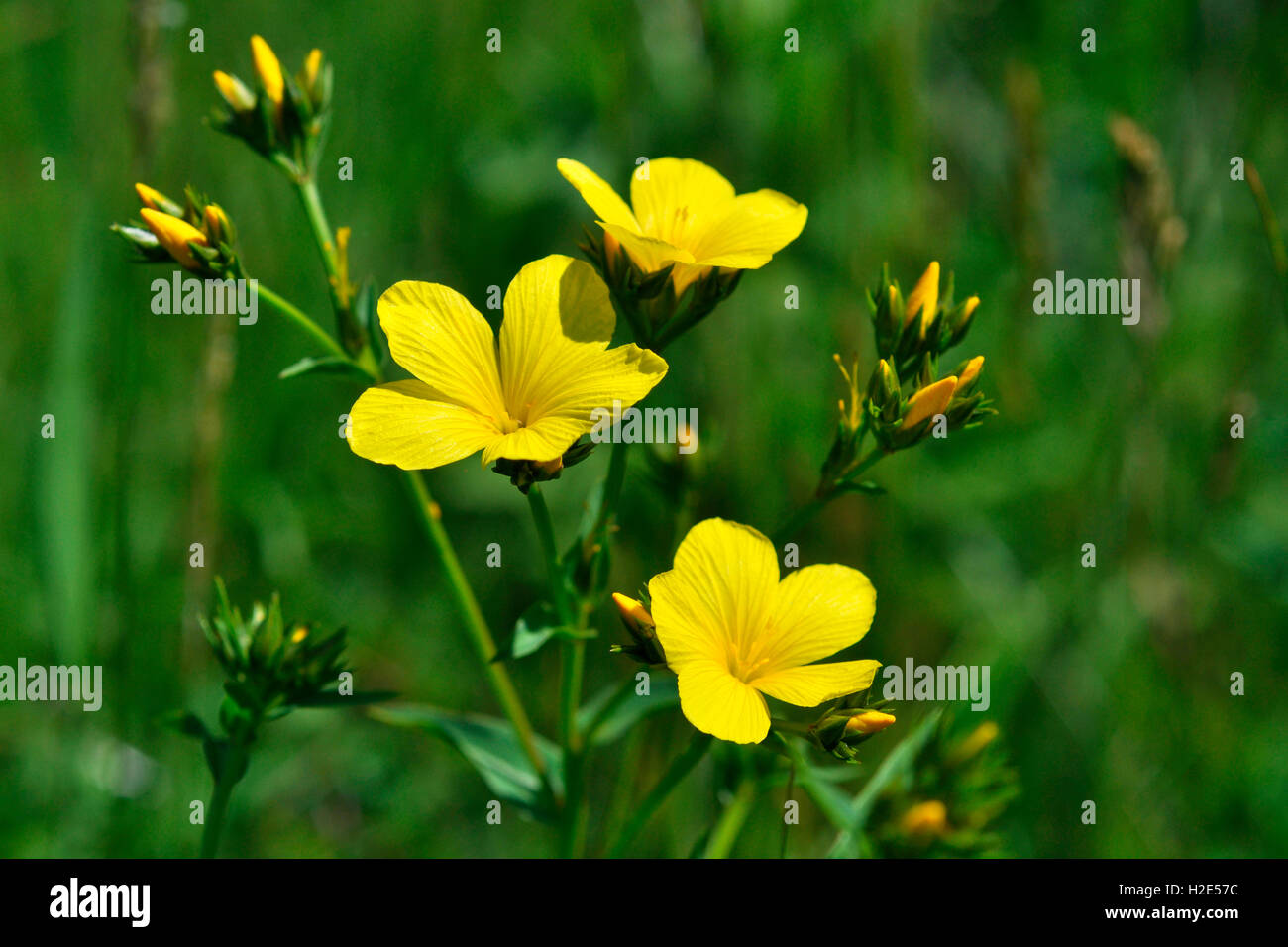 Golden Flax, Yellow Flax (Linum flavum), flowering stem. Austria Stock ...