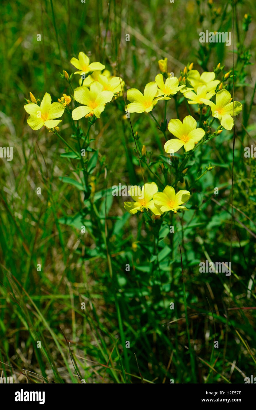 Golden Flax, Yellow Flax (Linum flavum), flowering plant. Austria Stock ...