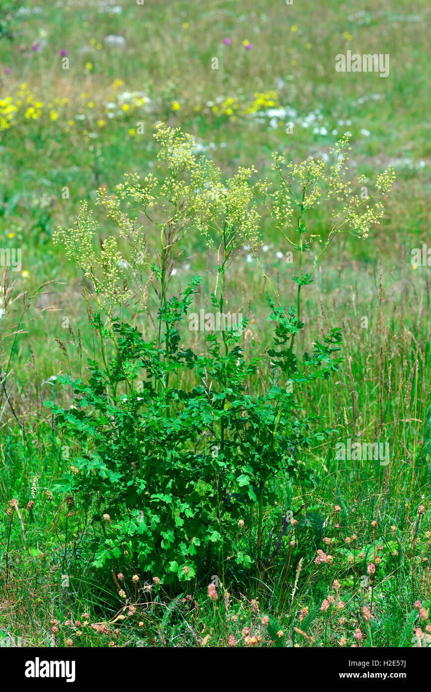 Yellow Meadow Rue (Thalictrum flavum), flowering plant. Austria Stock ...