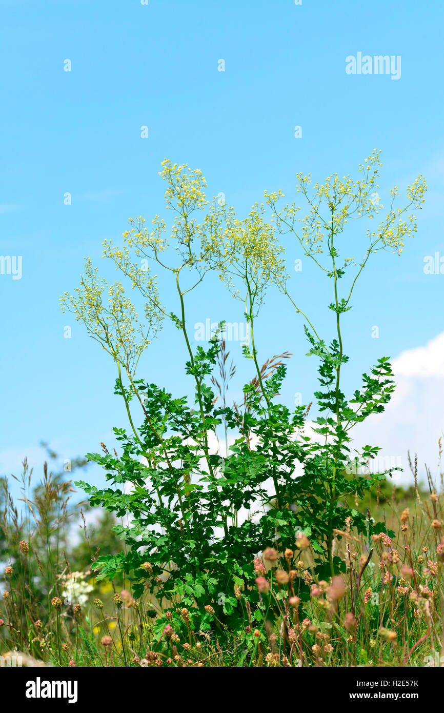 Yellow Meadow Rue (Thalictrum flavum), flowering plant. Austria Stock ...