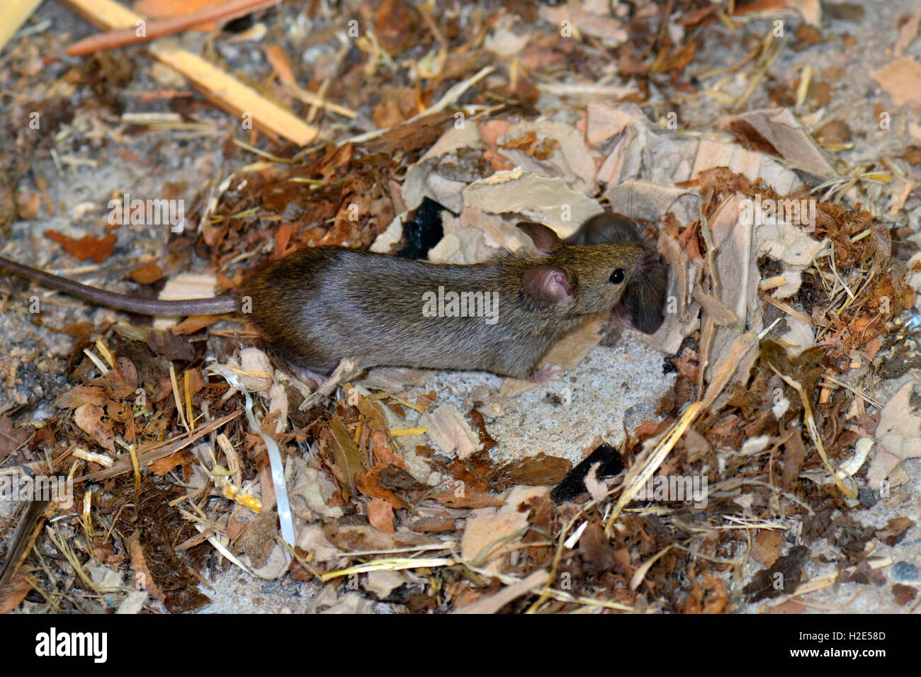 House Mouse (Mus musculus). Mother carrying young away from an ...