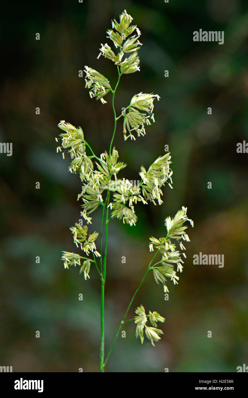 Cocksfoot, Orchard Grass (Dactylis glomerata), flowering. Germany Stock ...