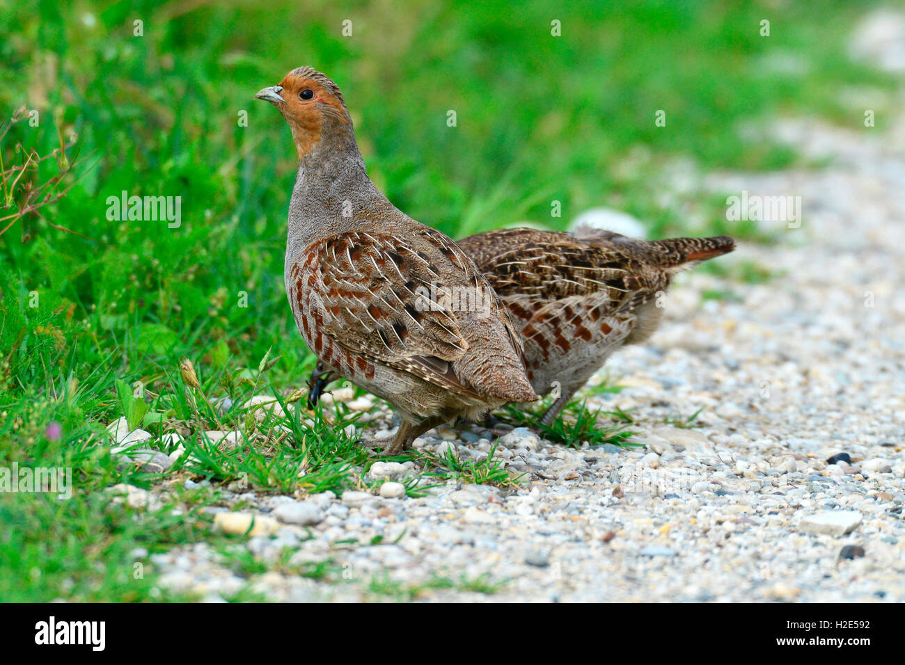 Grey Partridge, Gray Partridge (Perdix perdix). Couple on a path ...