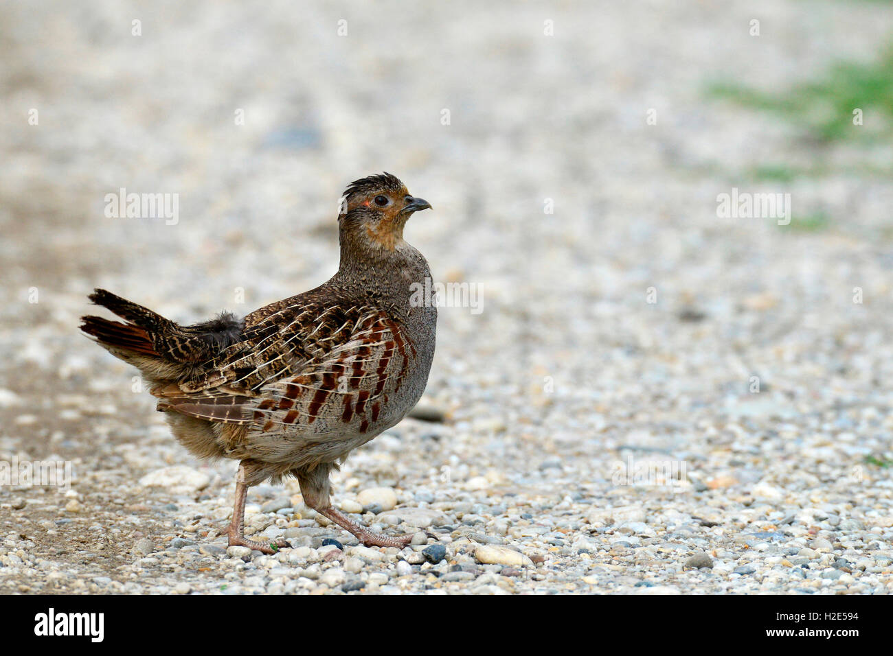 Grey Partridge, Gray Partridge (Perdix perdix). Female walking on a ...