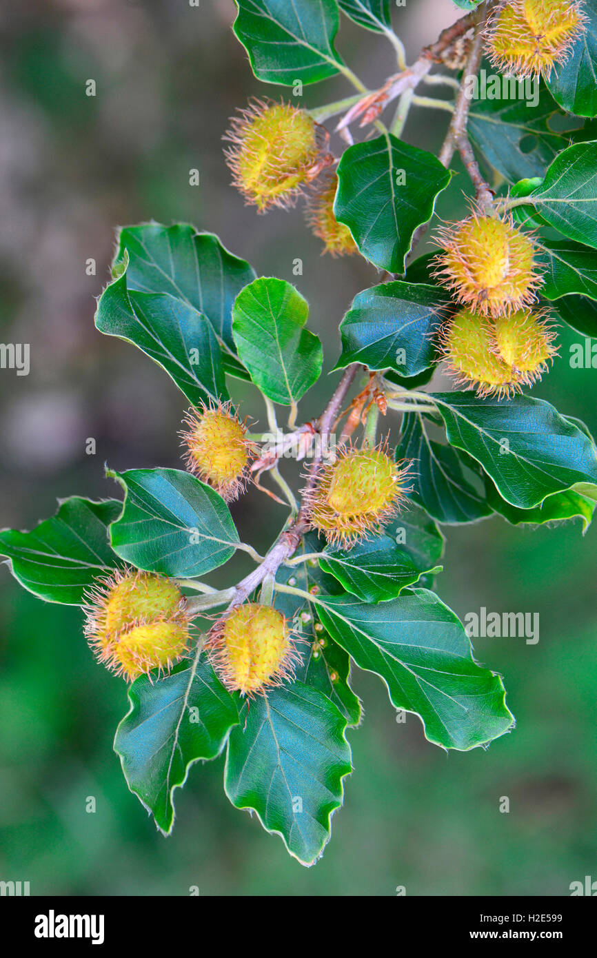 European Beech, Common Beech (Fagus sylvatica), twig with cupules and ...