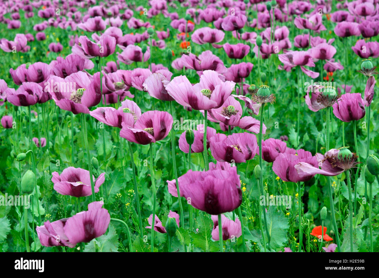 Opium Poppy (Papaver somniferum). Flowering field. Austria Stock Photo - Alamy