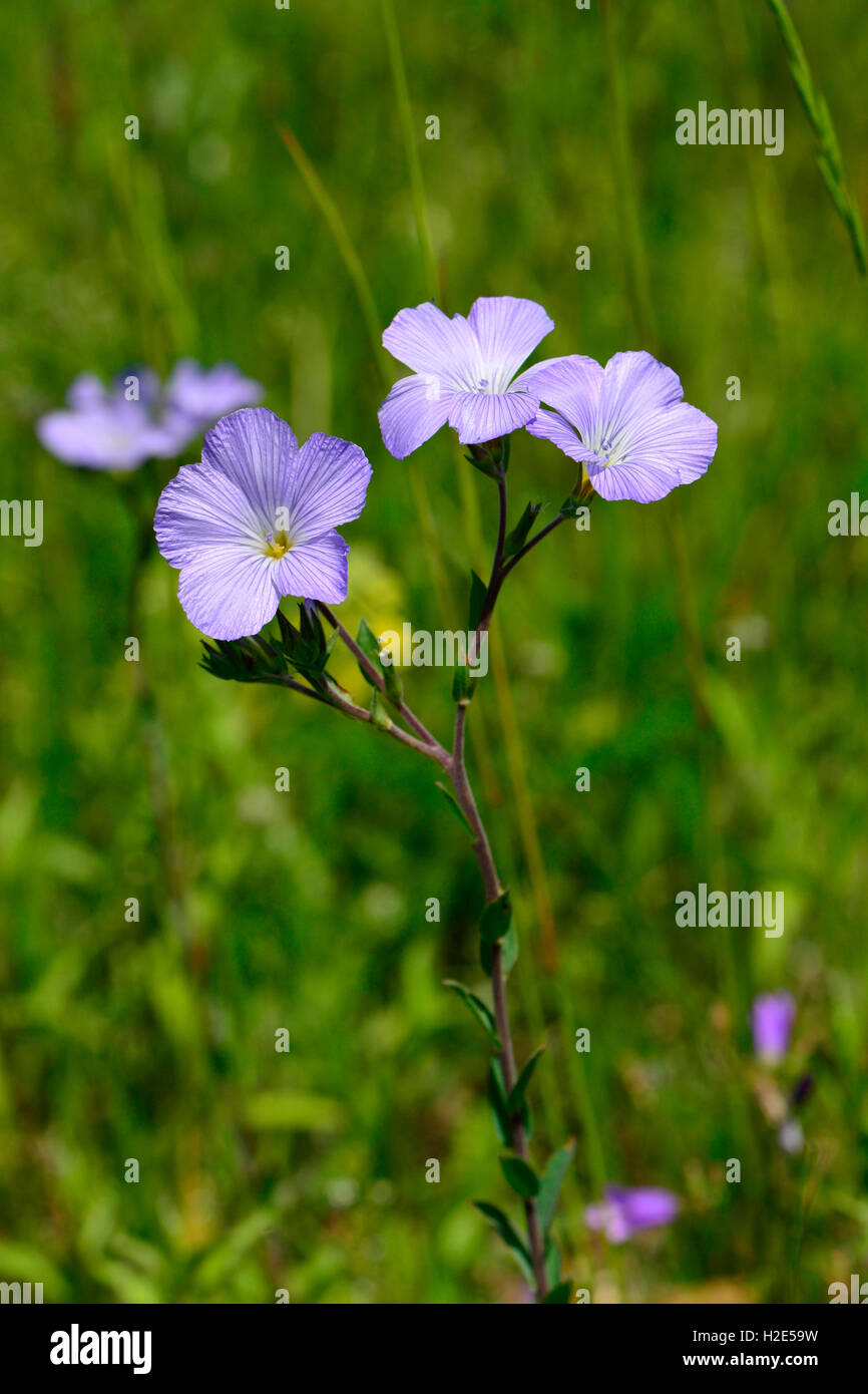 Anatolian Flay (Linum hirsutum), flowering plant. Austria Stock Photo ...